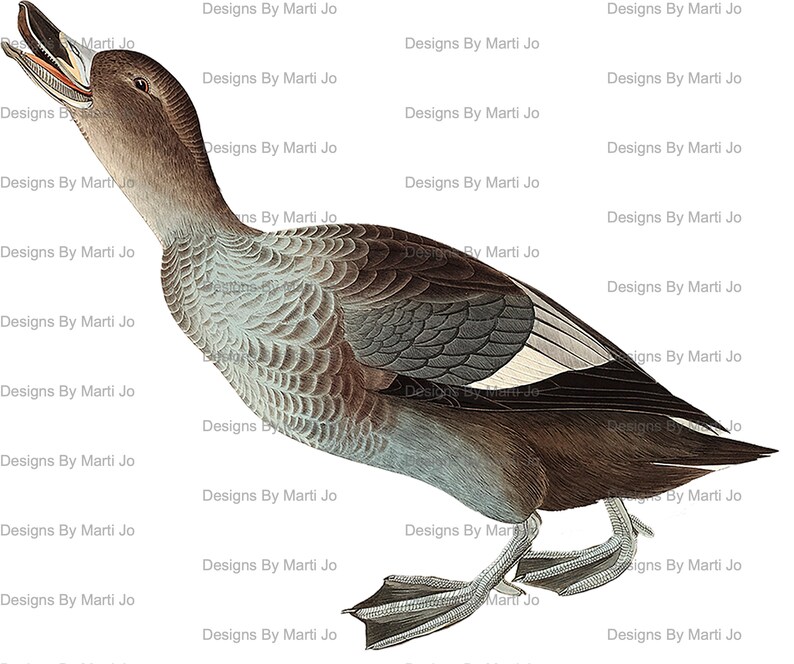 Vintage Fussy Cut Ducks 25 Printable Vintage Water Fowl PNG - Etsy