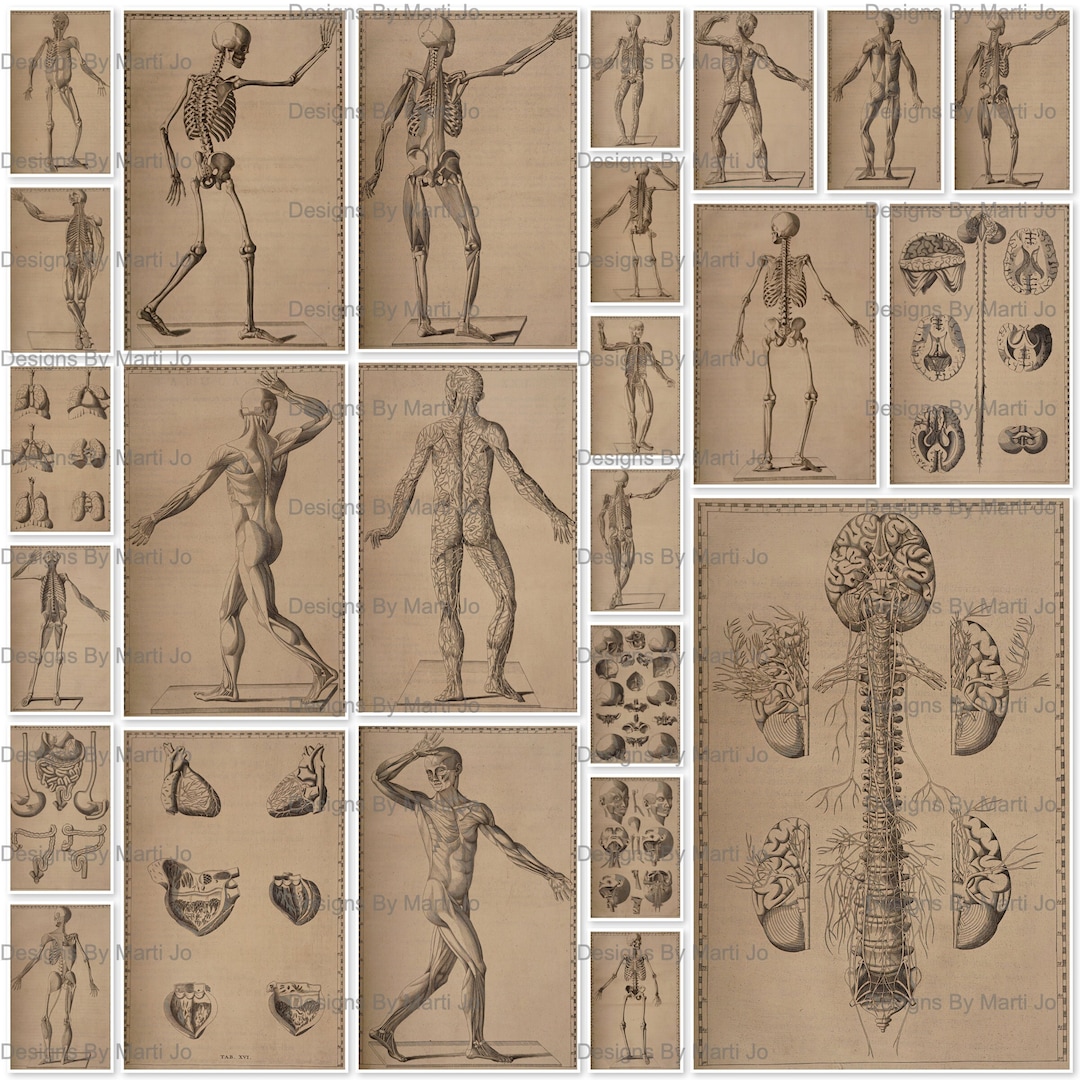 Vintage Anatomy Drawings Set 2 | 25 Vintage Human Anatomical Prints JPG ...
