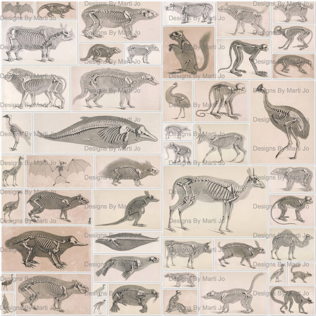 Vintage Animal Skeletons | 50 Printable Vintage Animal Bones Set | 6 ...