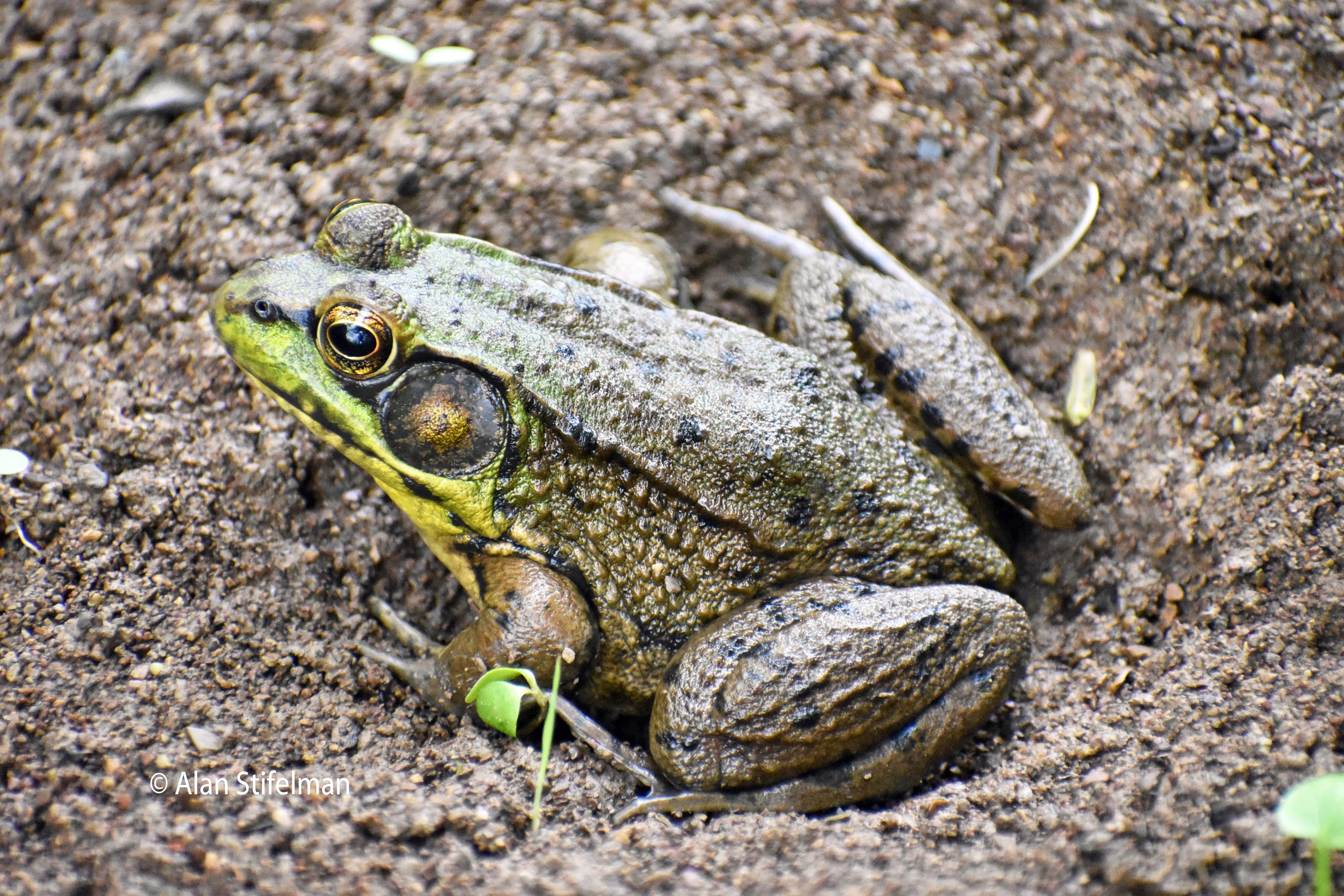 Camouflaged Frogs