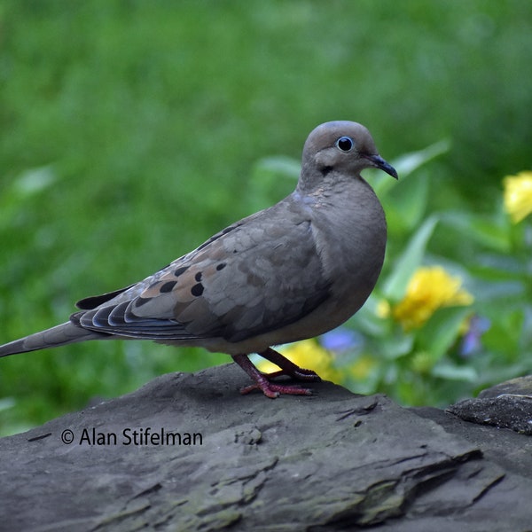 Mourning Dove - Etsy