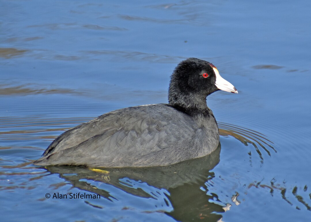 Photograph of American Coot - Etsy