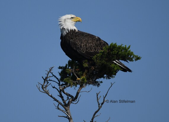 Bald Eagle in Treetop - Etsy