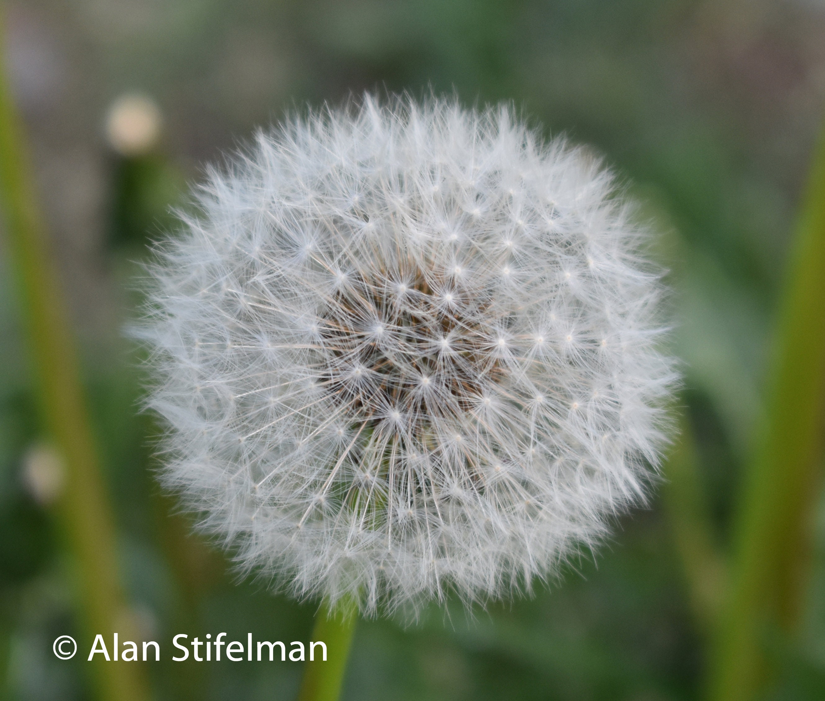 Dandelion Flower Seed