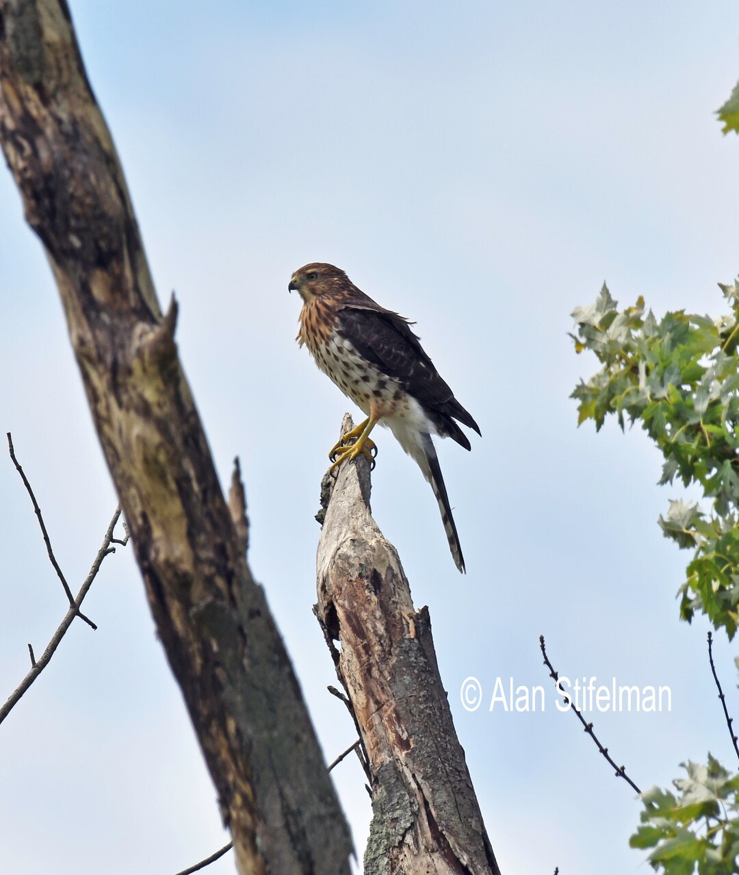 Northern Harrier - Marsh Hawk - Etsy