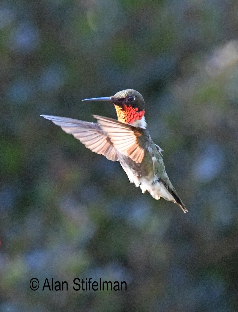 Ruby-throated Hummingbird (male) - Etsy