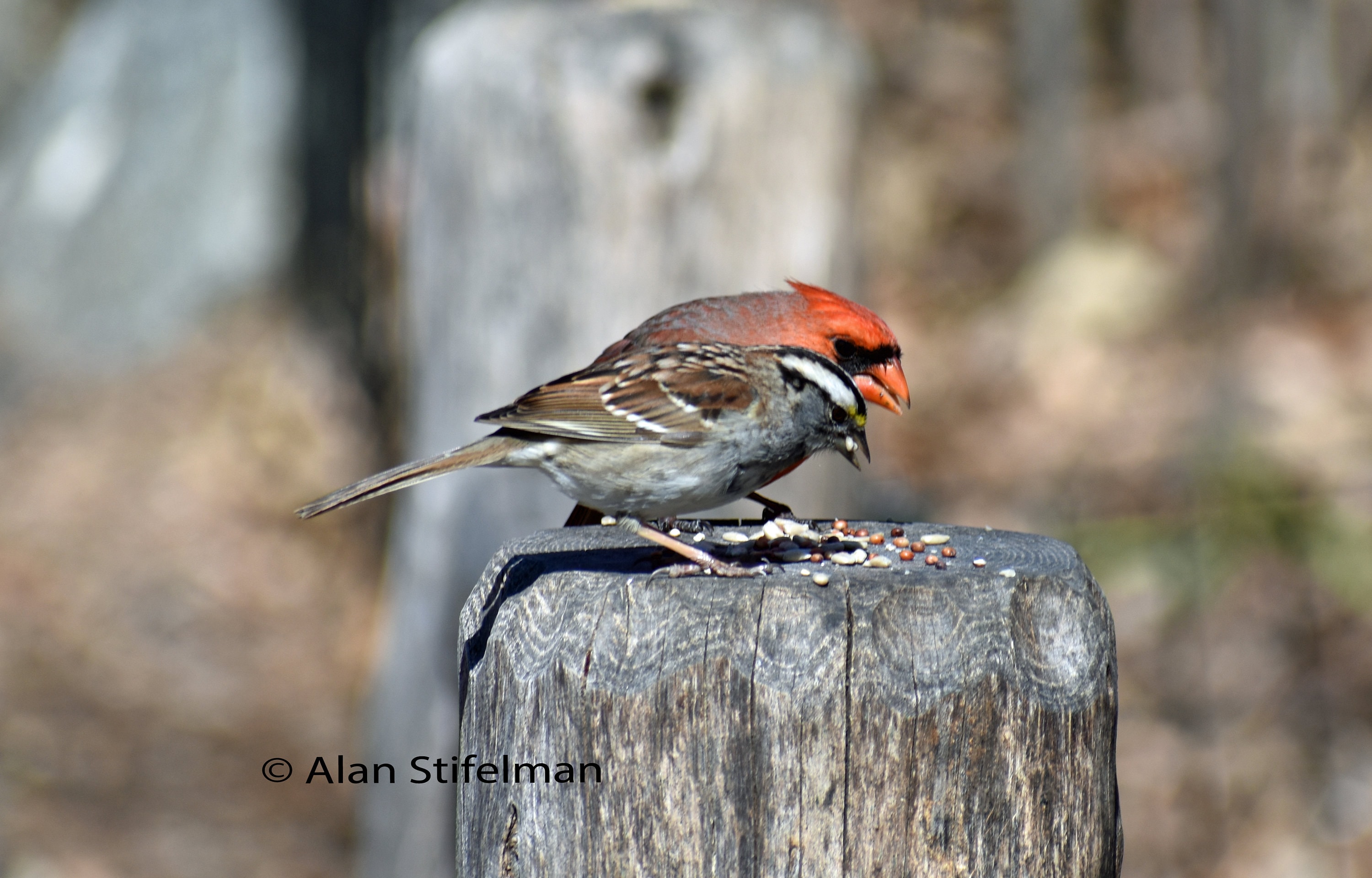Sparrows Together - Etsy