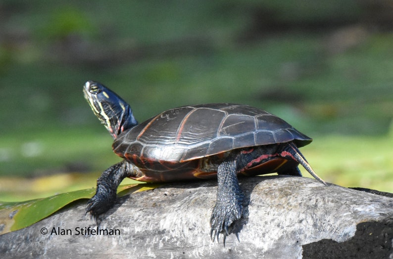 Photo of Eastern Painted Turtle - Etsy