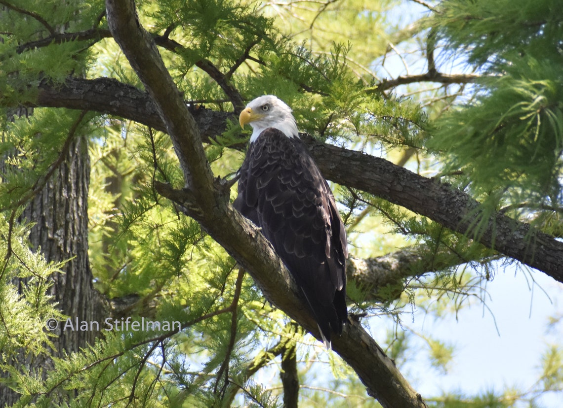 Bald Eagle in Bald Cypress Tree - Etsy