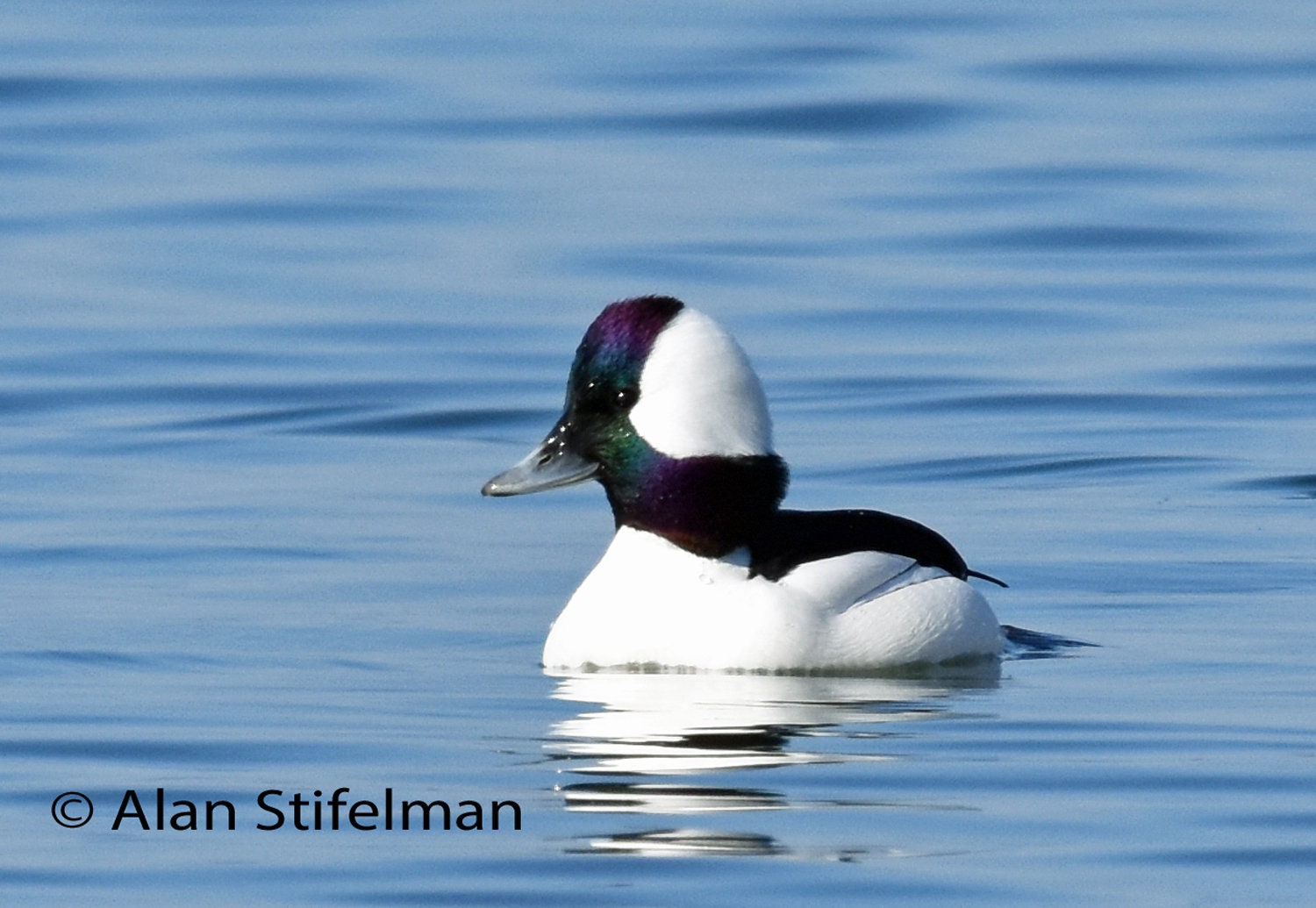Bufflehead Drake