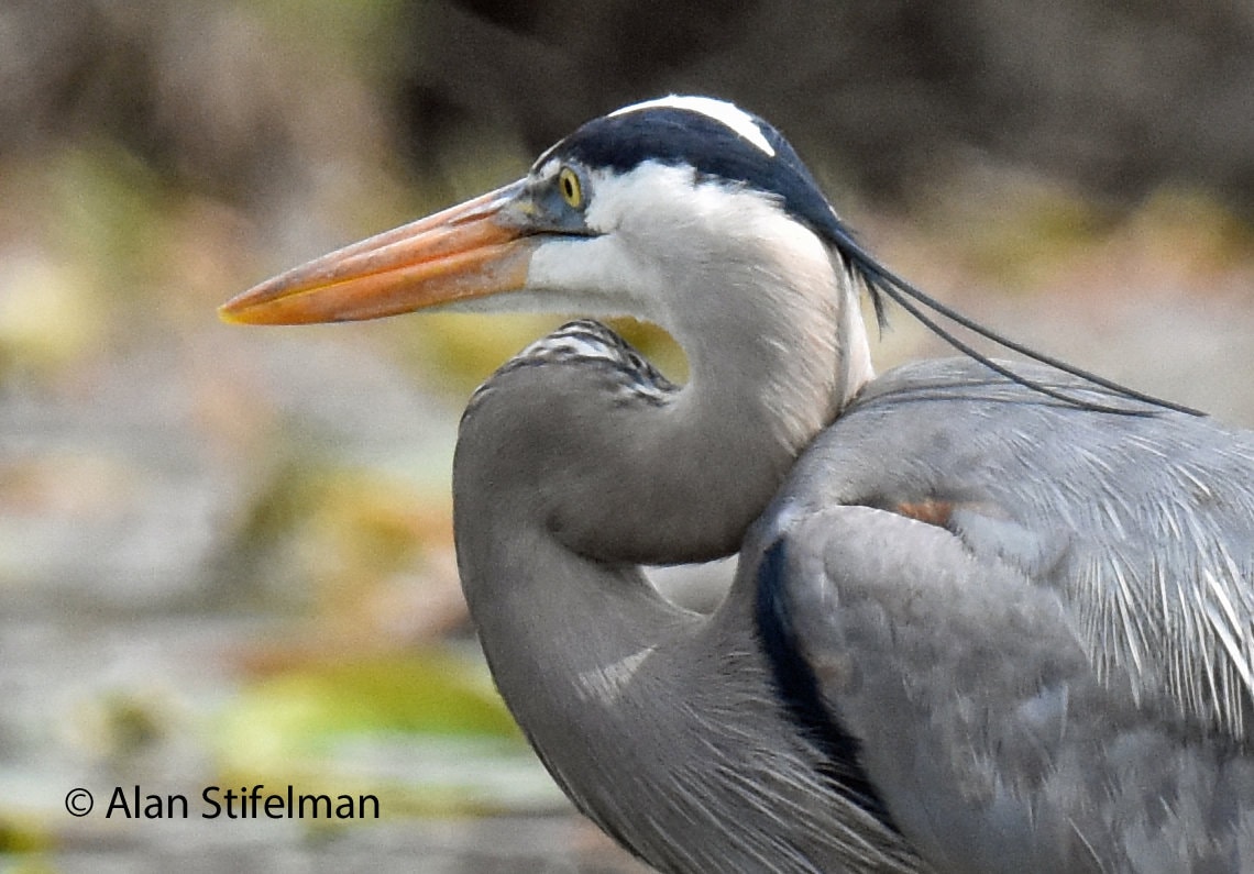 Photograph of Great Blue Heron Close up With Breeding Plumage Head ...
