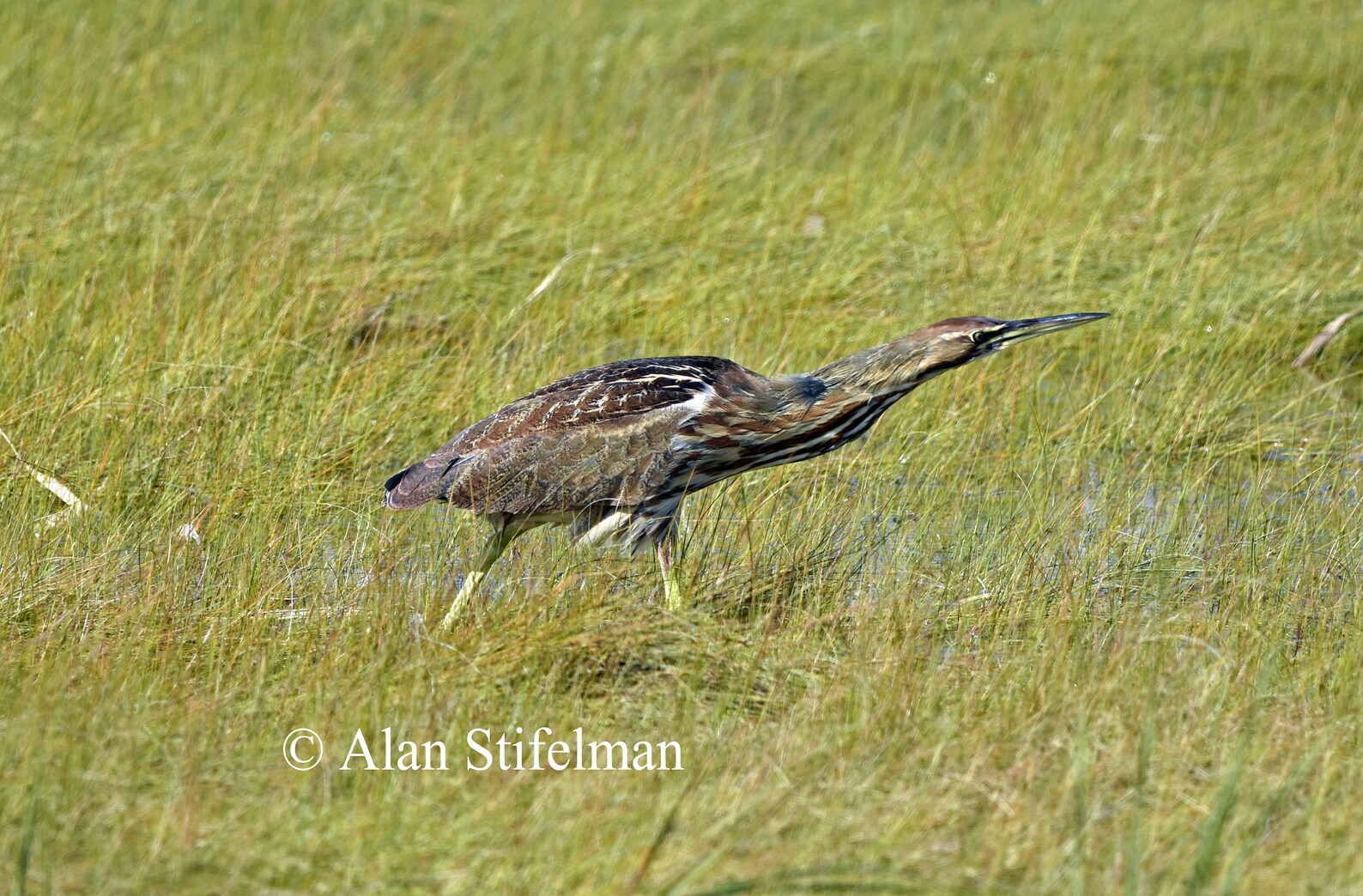 American Bittern - a Rare Look at the Whole Bird - Etsy