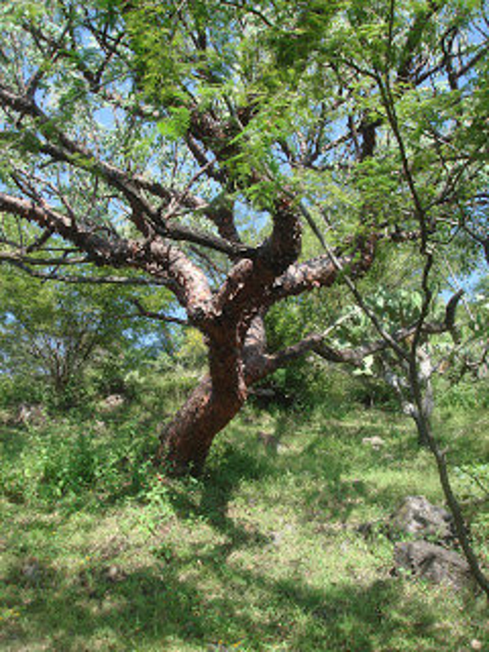 MirraPrime Quality-Copal Tree Barkfrom Sustainable Trees in | Etsy