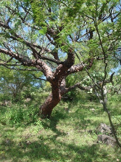 Authentic Copal Blanco From Sustainable Trees-pure -white Copal Tree ...