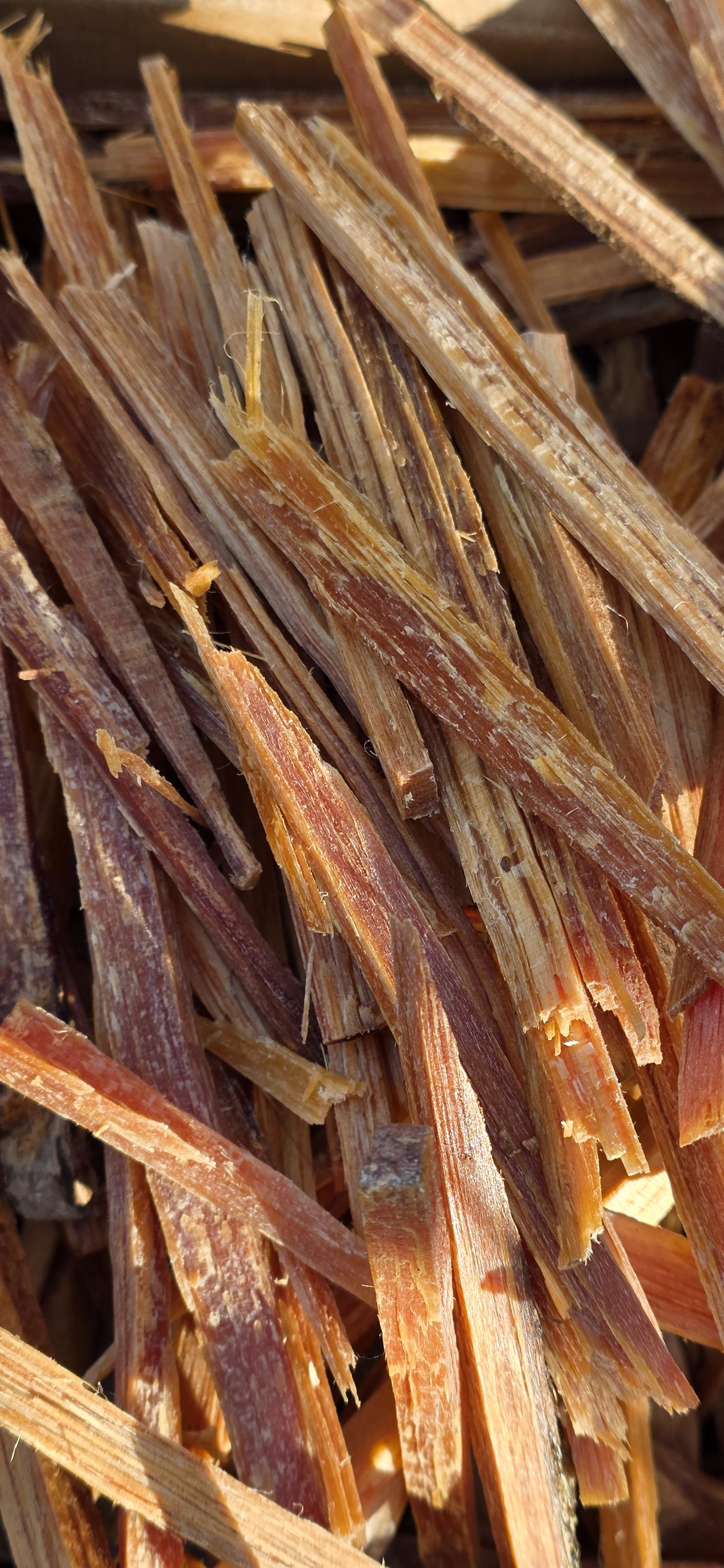 Ocote~ Pine Stick ~ Fresh Prime Quality Natural Fire Starter Wood~from ...