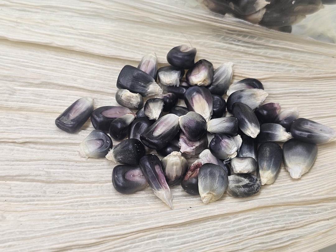 Mixtec Blue Purple Black Corn Kernels ~ Maiz Criollo ~ Oaxaca, Mexico ...