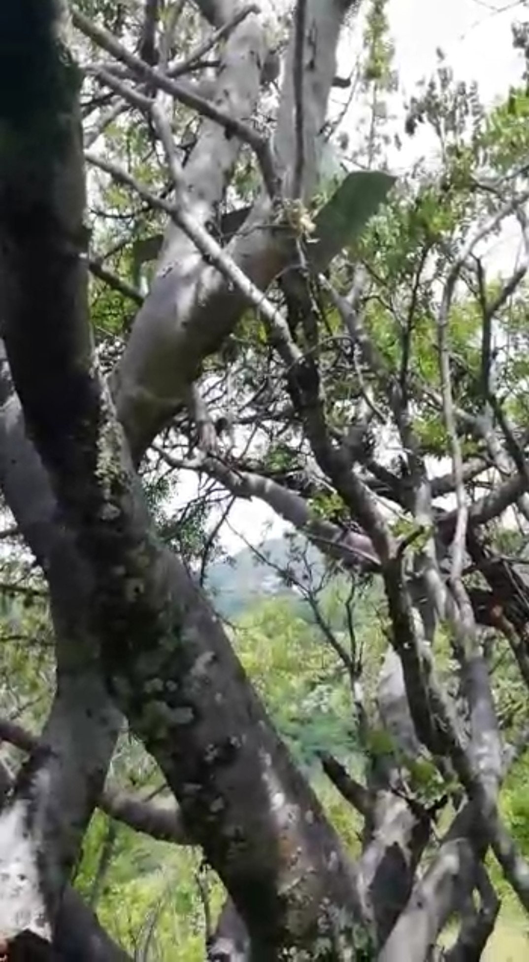 Authentic Copal Negro From Mexico- Black Copal- Ceremonial Resin ...