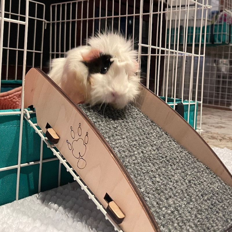 Guinea Pig Ramp - Etsy