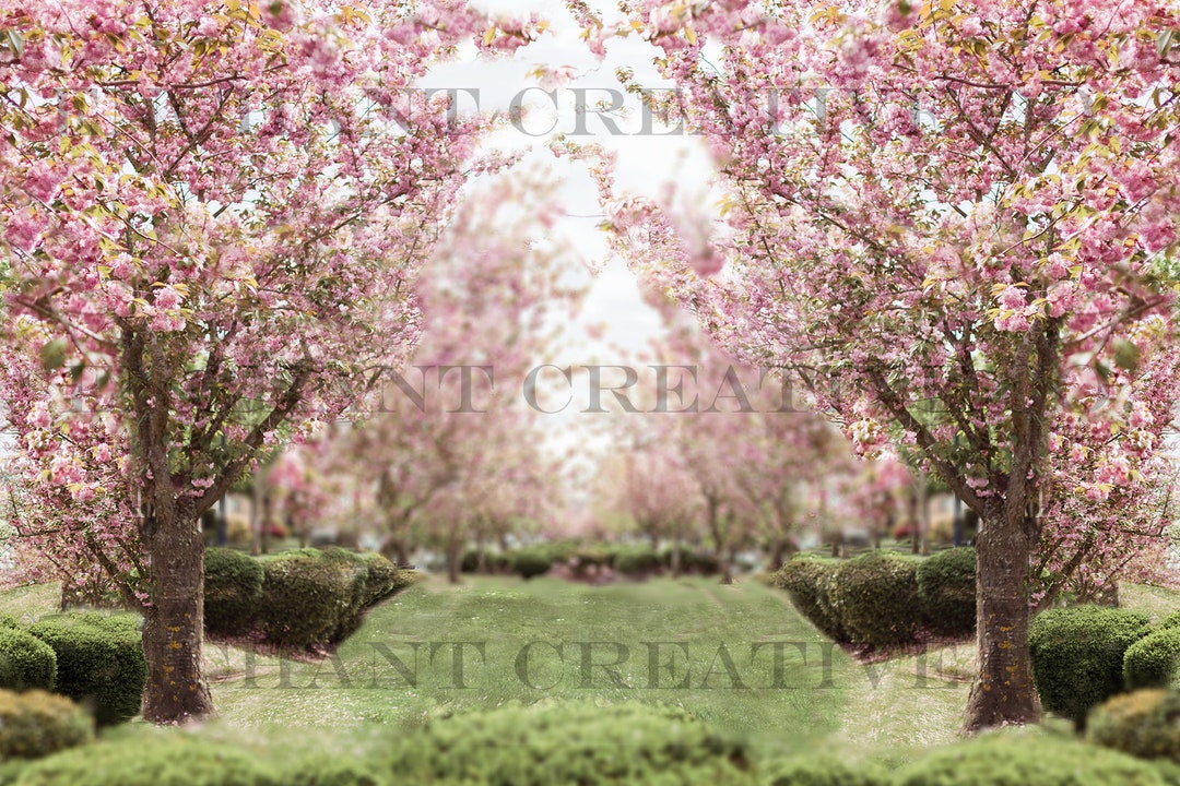 Cherry Blossom Trees Digital Backdrop, Printable Wall Art, Cherry Tree ...