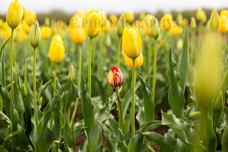 Mixed Tulip in Field of Yellow. Digital, Printable Art Image for Home ...