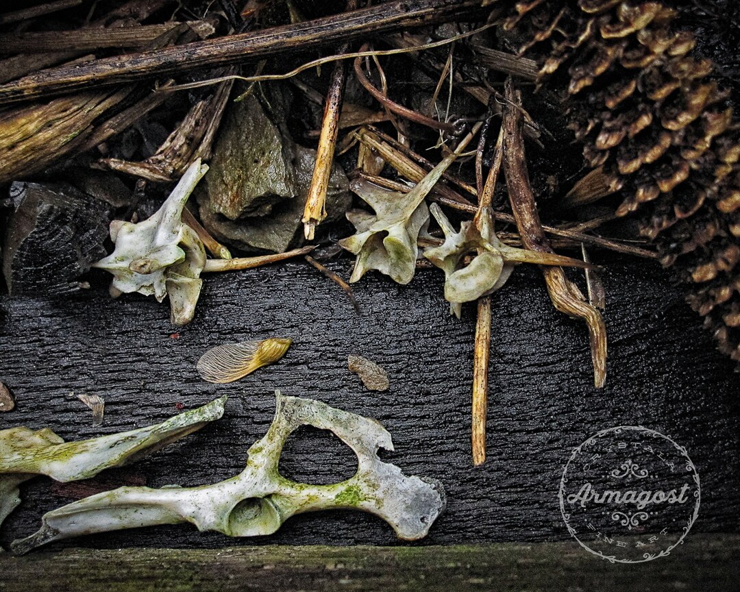 Real Rabbit Skeleton Gothic Nature Photography by Crystala Armagost - Etsy