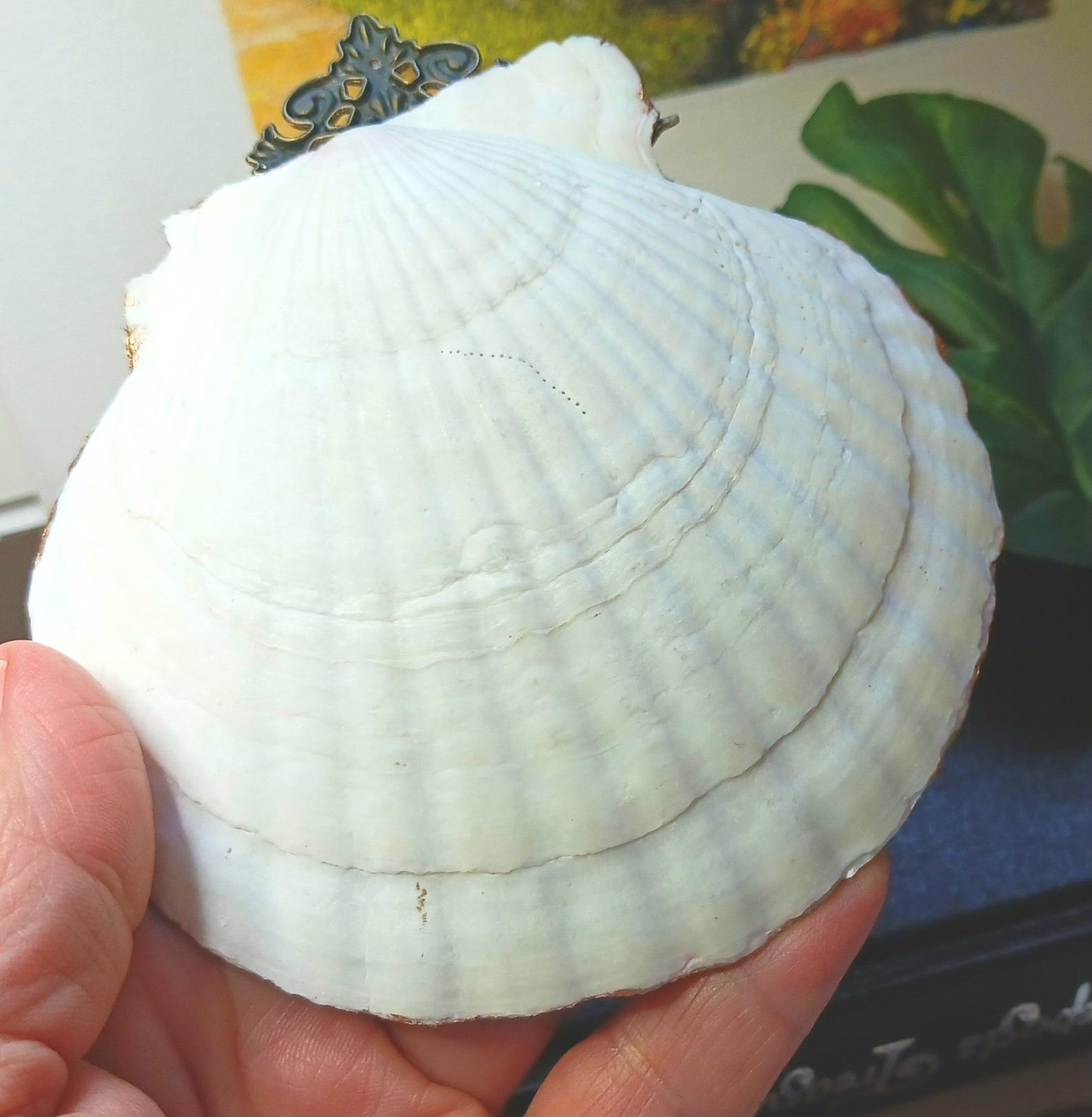 Decoupage Seashell Dish: Gold Leaf Edge, Rhinestone Accent - Etsy