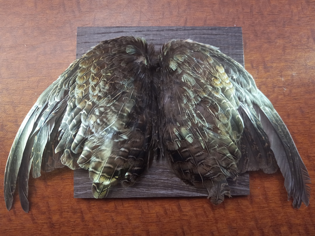 Coturnix Quail Wings Dog Training Cat Toy Fly Fishing Arts & Crafts - Etsy