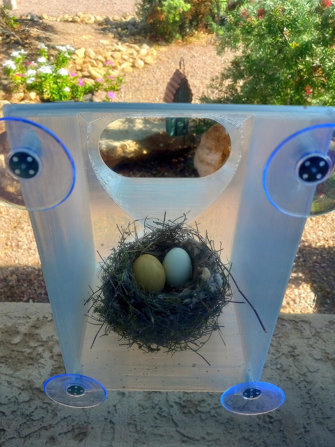 Window Bird Nest Box | Nest Watching | Open Back Bird House | Finch ...