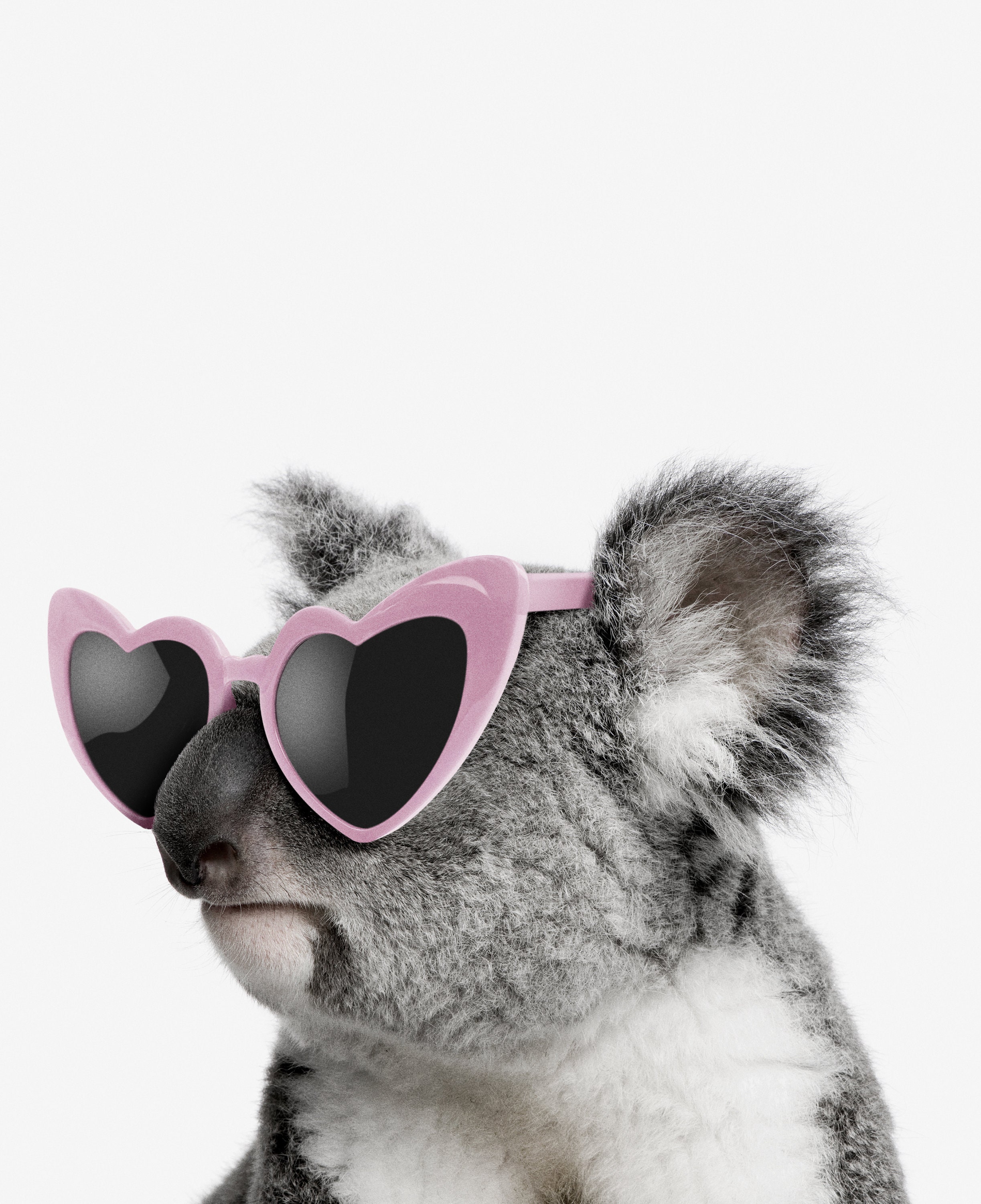 Funny Koala Print | Instant Download | Koala Wall Art | Safari Nursery ...