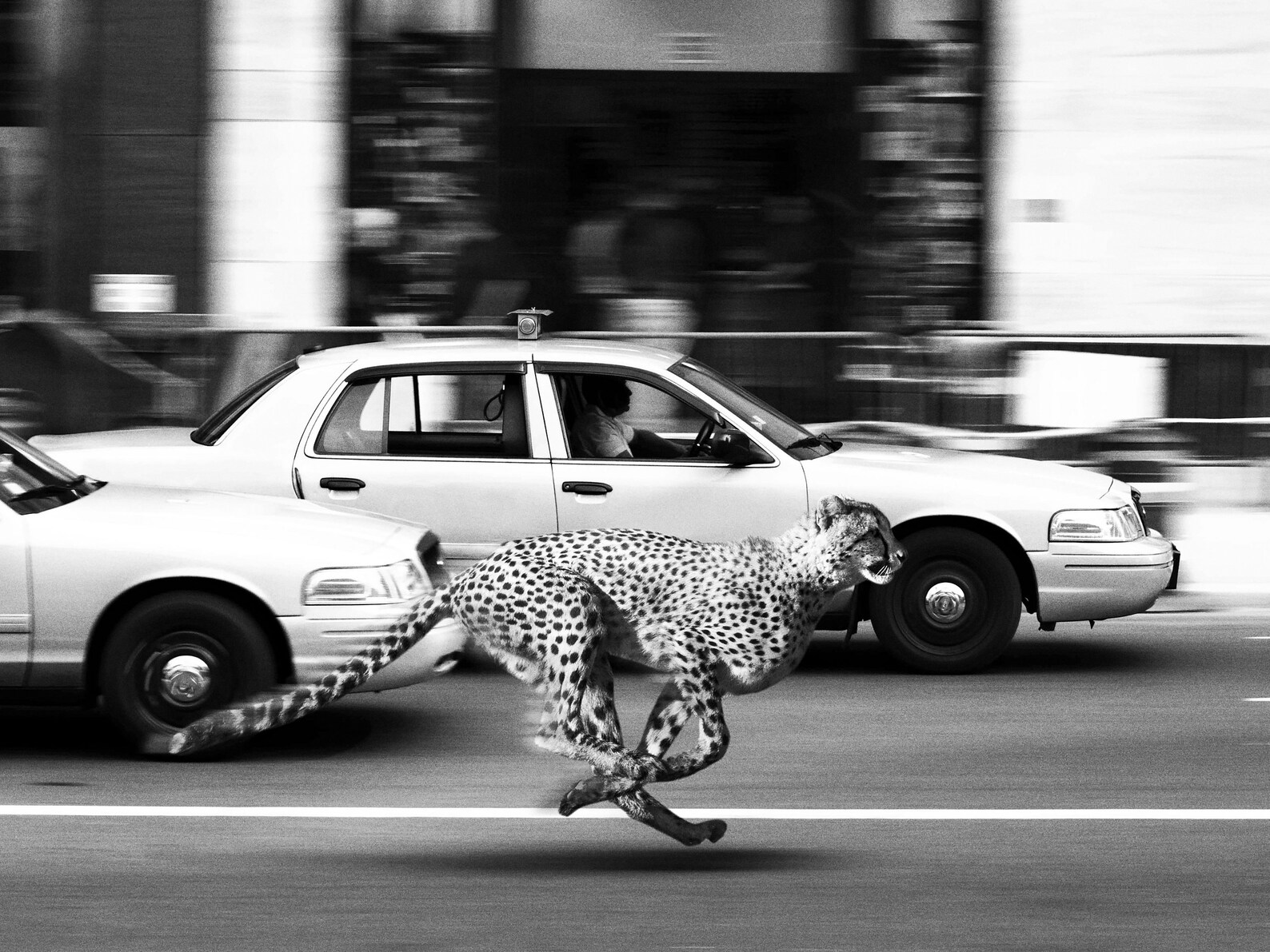 Cheetah Printable Wall Art Instant Download Leopard Photo | Etsy