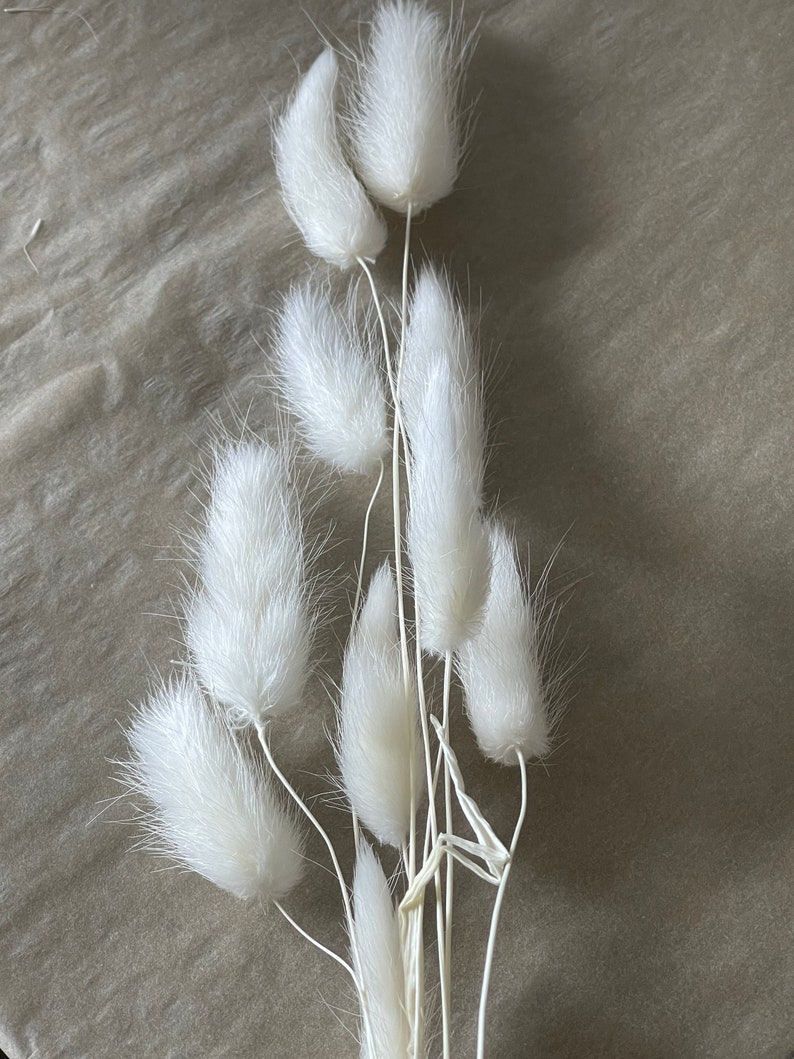 60 White Bunny Tails 60 Cm Tall Natural Dried White Bunny Tail Flowers ...