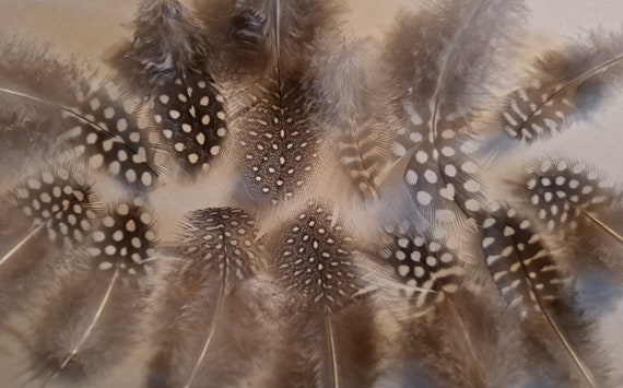 Guinea Fowl Feathers - Etsy