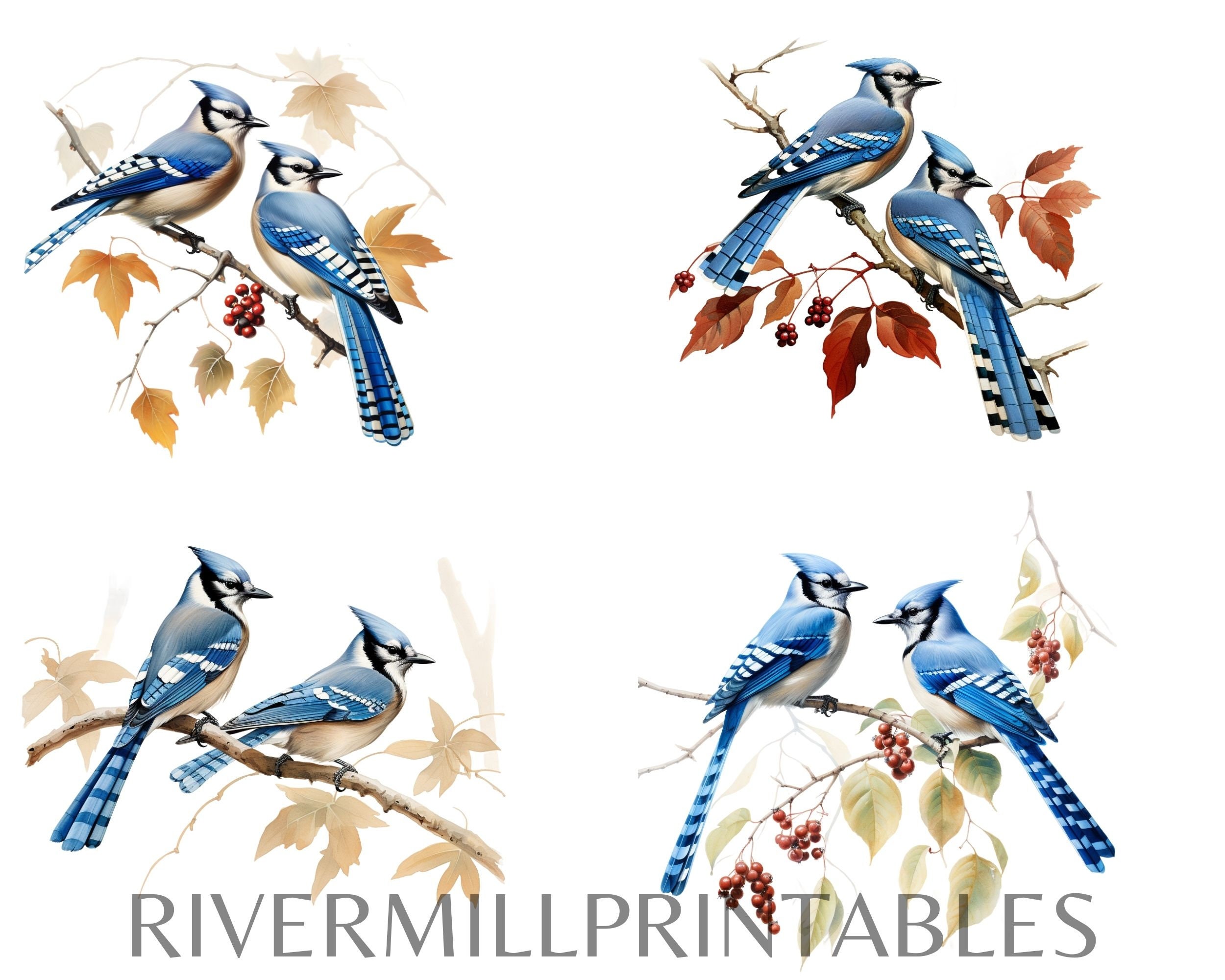 12 Blue Jay Birds Clipart, 300DPI PNG Files, Digital Download ...