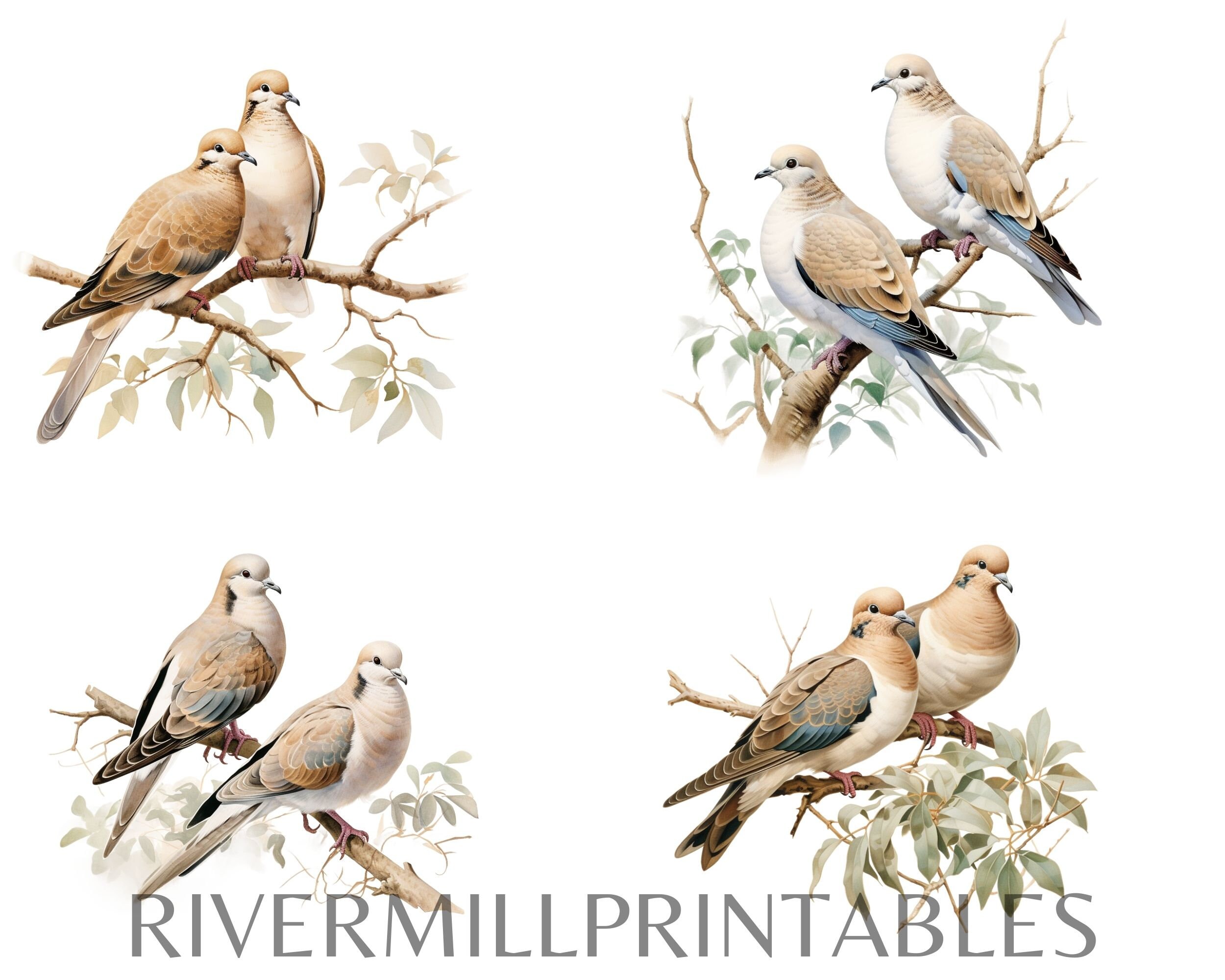 12 Doves Bird Clipart, 300DPI PNG Files, Digital Download Commercial ...