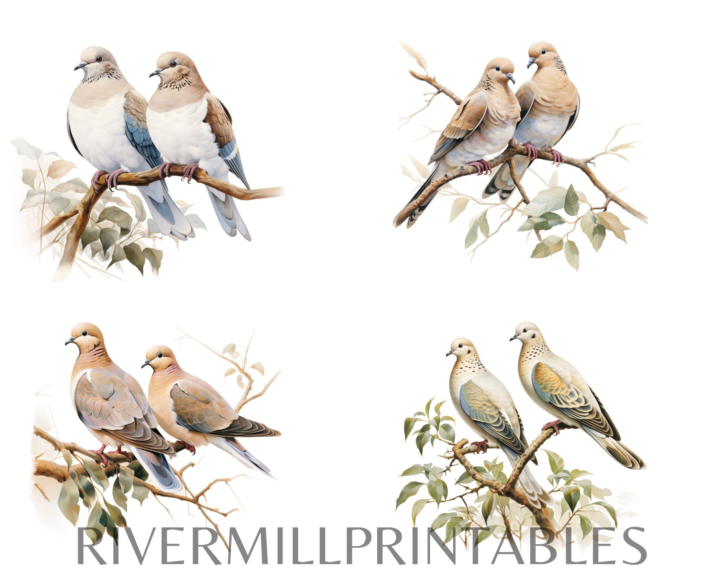 12 Doves Bird Clipart, 300DPI PNG Files, Digital Download Commercial ...