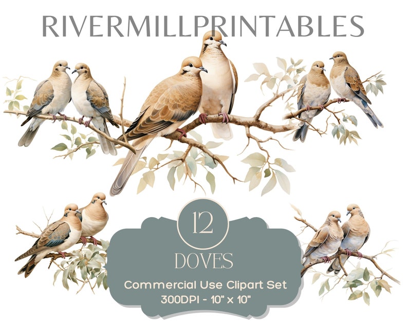 12 Doves Bird Clipart, 300DPI PNG Files, Digital Download Commercial ...