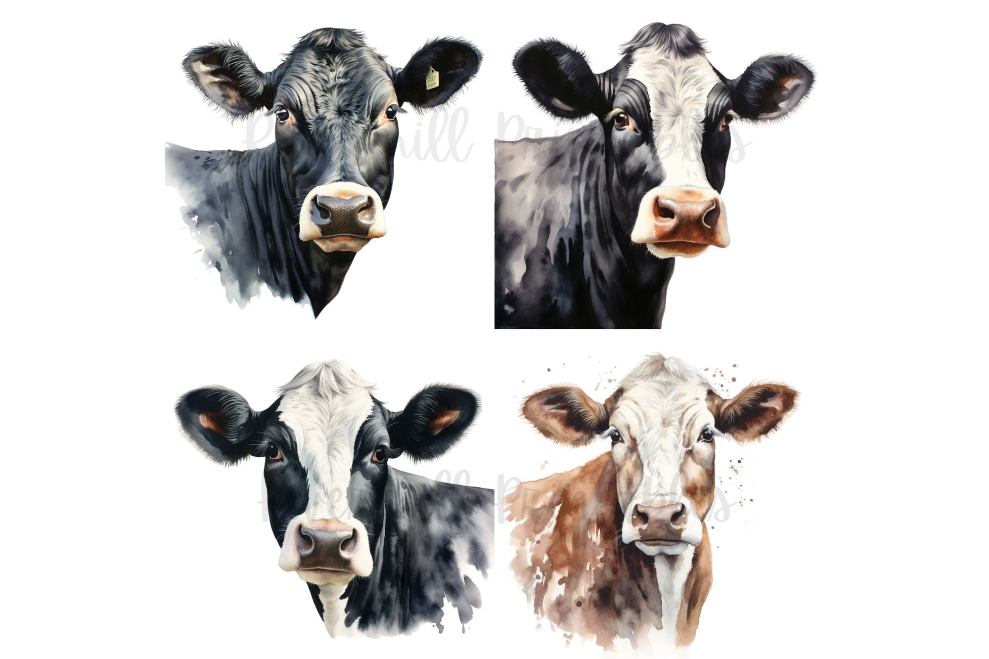12 Cows Clipart, 300DPI PNG Files, Digital Download Commercial License ...