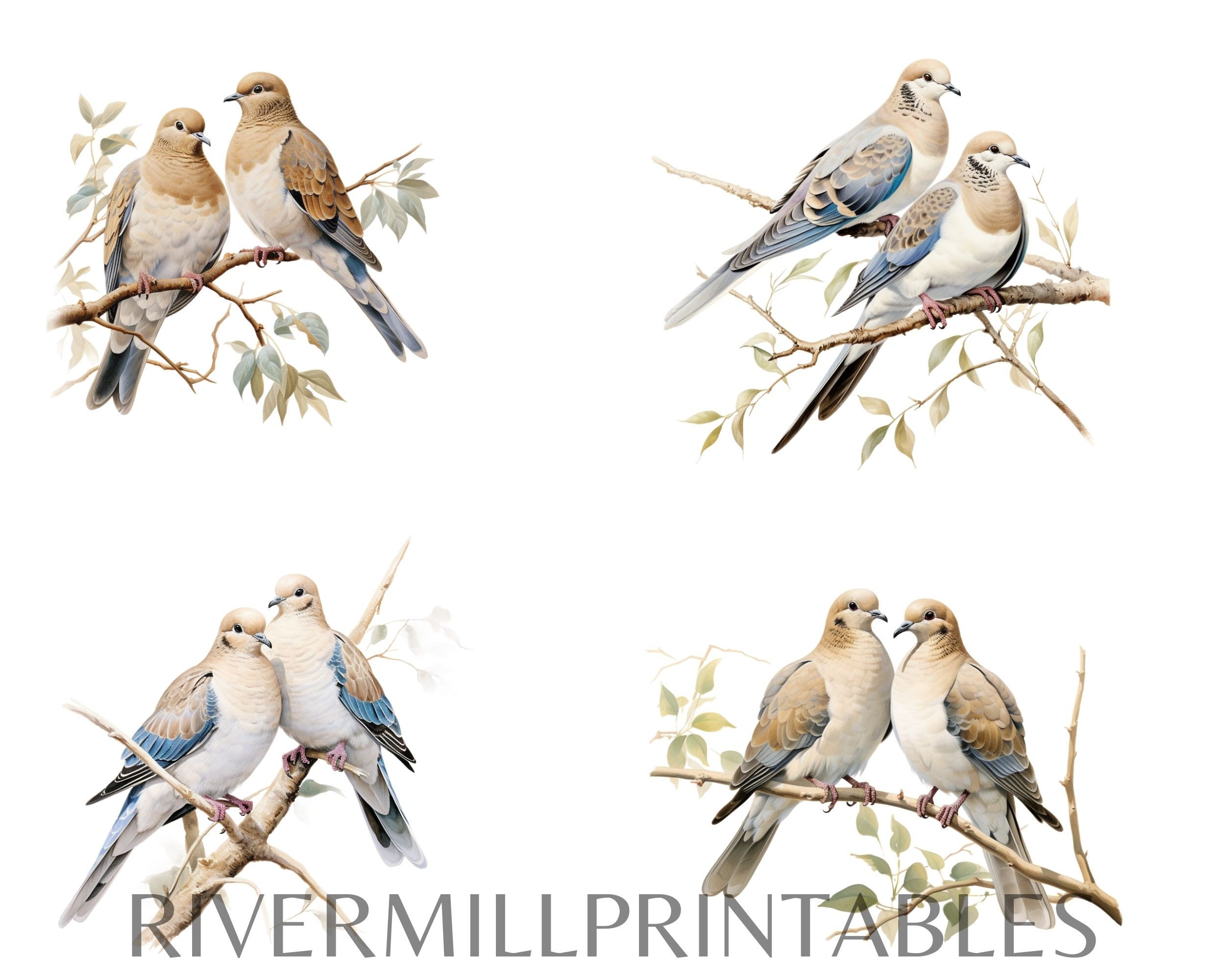 12 Doves Bird Clipart, 300DPI PNG Files, Digital Download Commercial ...