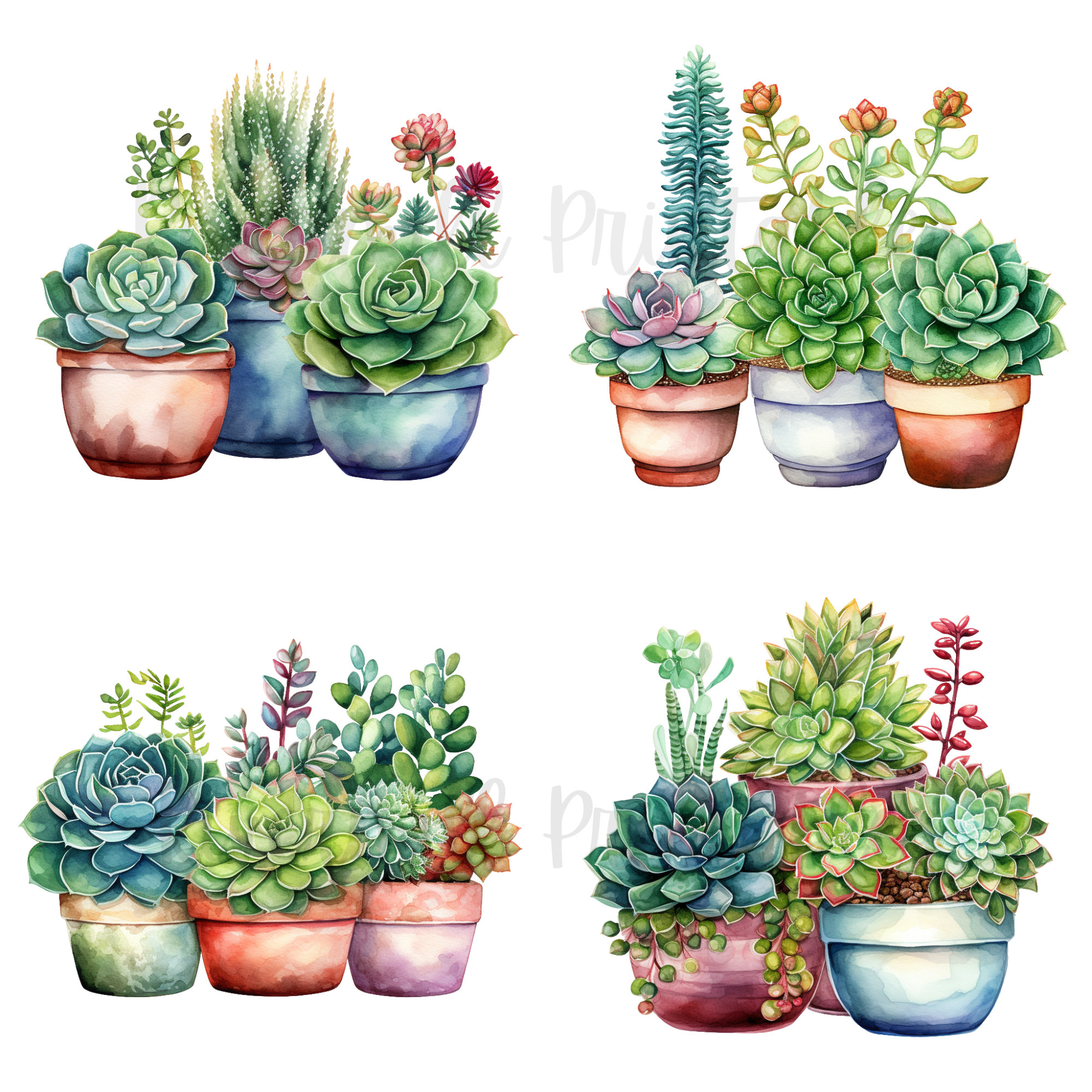 12 Potted Succulent Plants Clipart, 300DPI PNG Files, Digital Download ...
