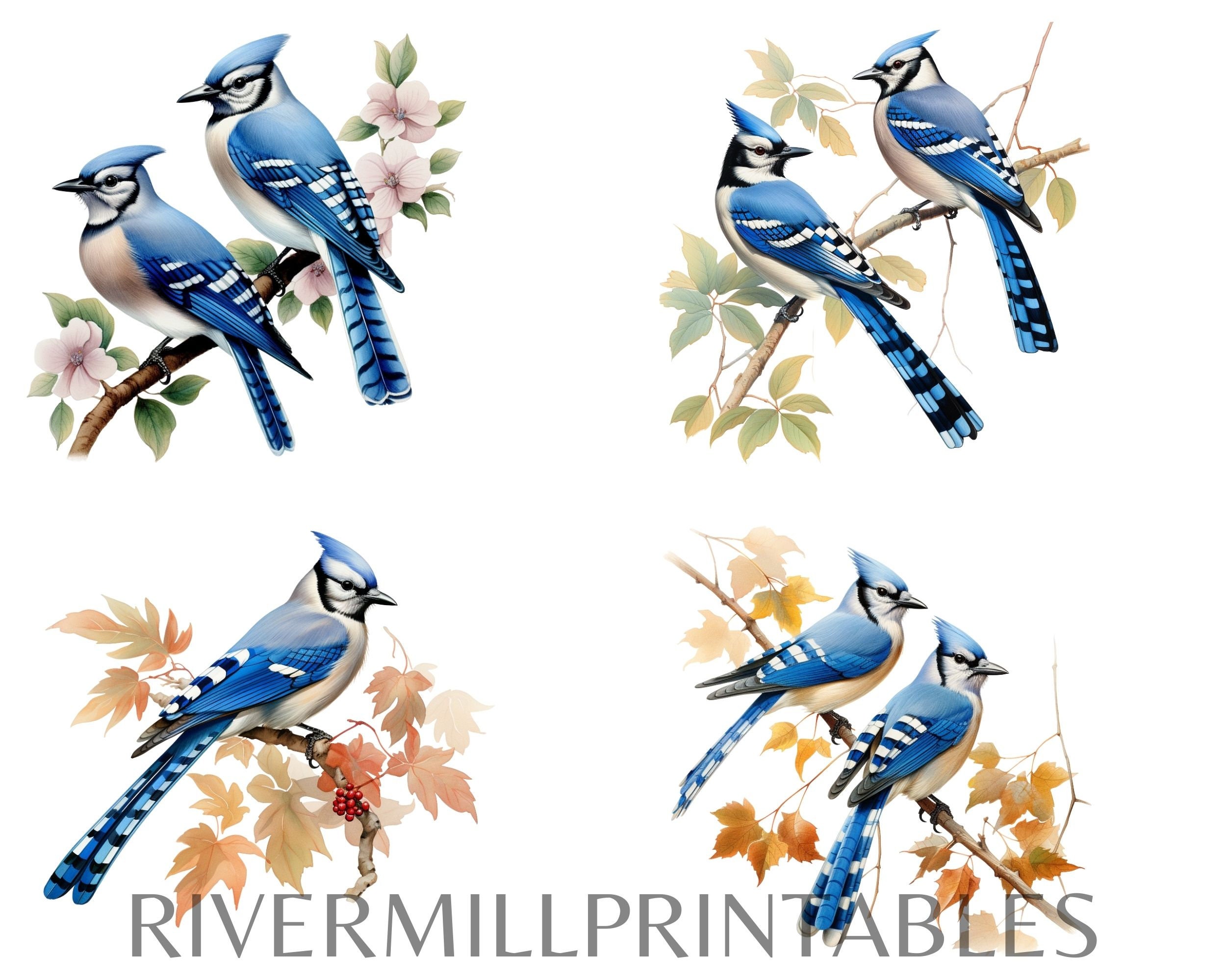 12 Blue Jay Birds Clipart, 300DPI PNG Files, Digital Download ...