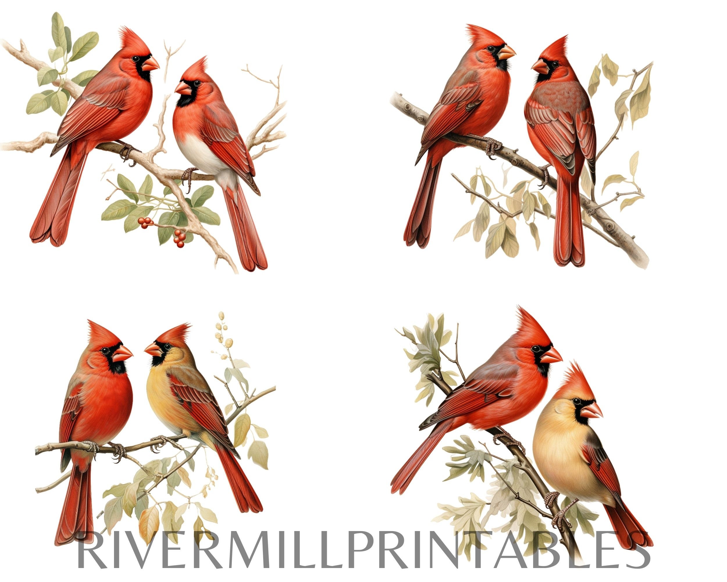 12 Cardinal Red Birds Clipart, 300DPI PNG Files, Digital Download ...