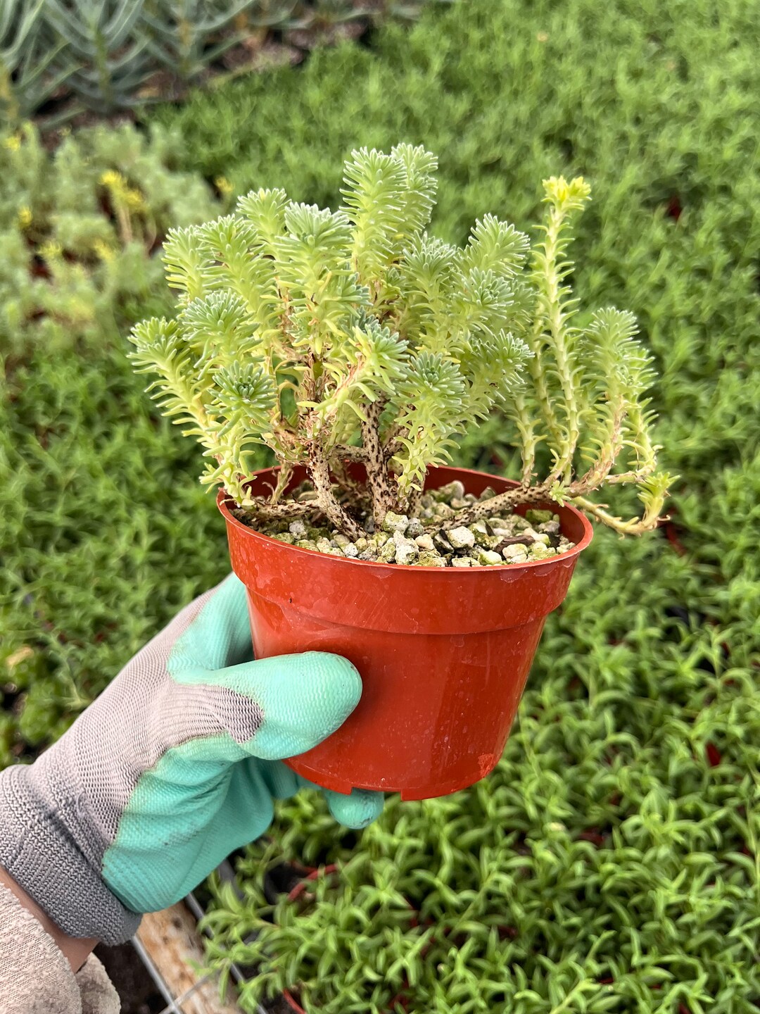 Muticeps | Mini Joshua Tree - Etsy