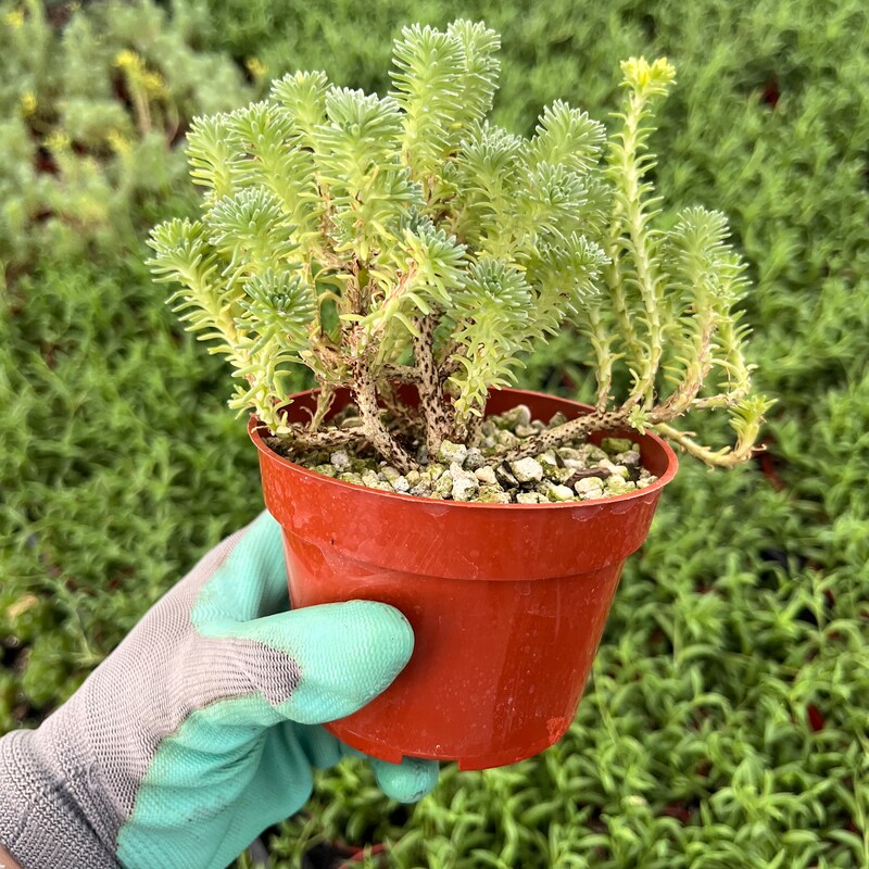 Joshua Tree Plant - Etsy