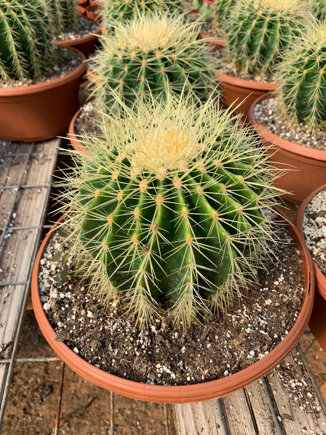 Golden Barrel--single Large - Etsy