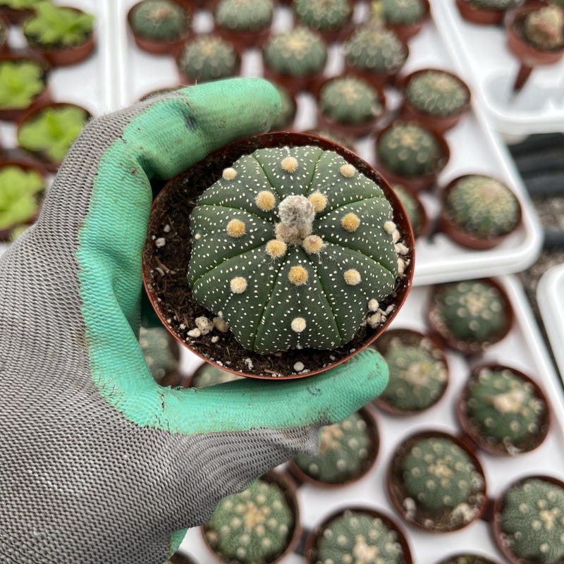 Astrophytum Seeds - Etsy