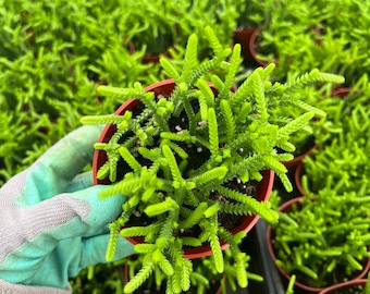 Crassula Muscosa Watch Chain Succulents Plants 2 Inch Pot - Etsy
