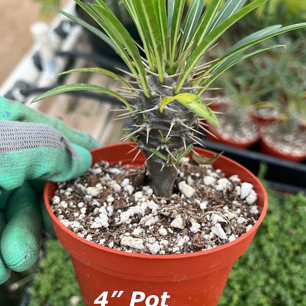 Madagascar Palm - Etsy