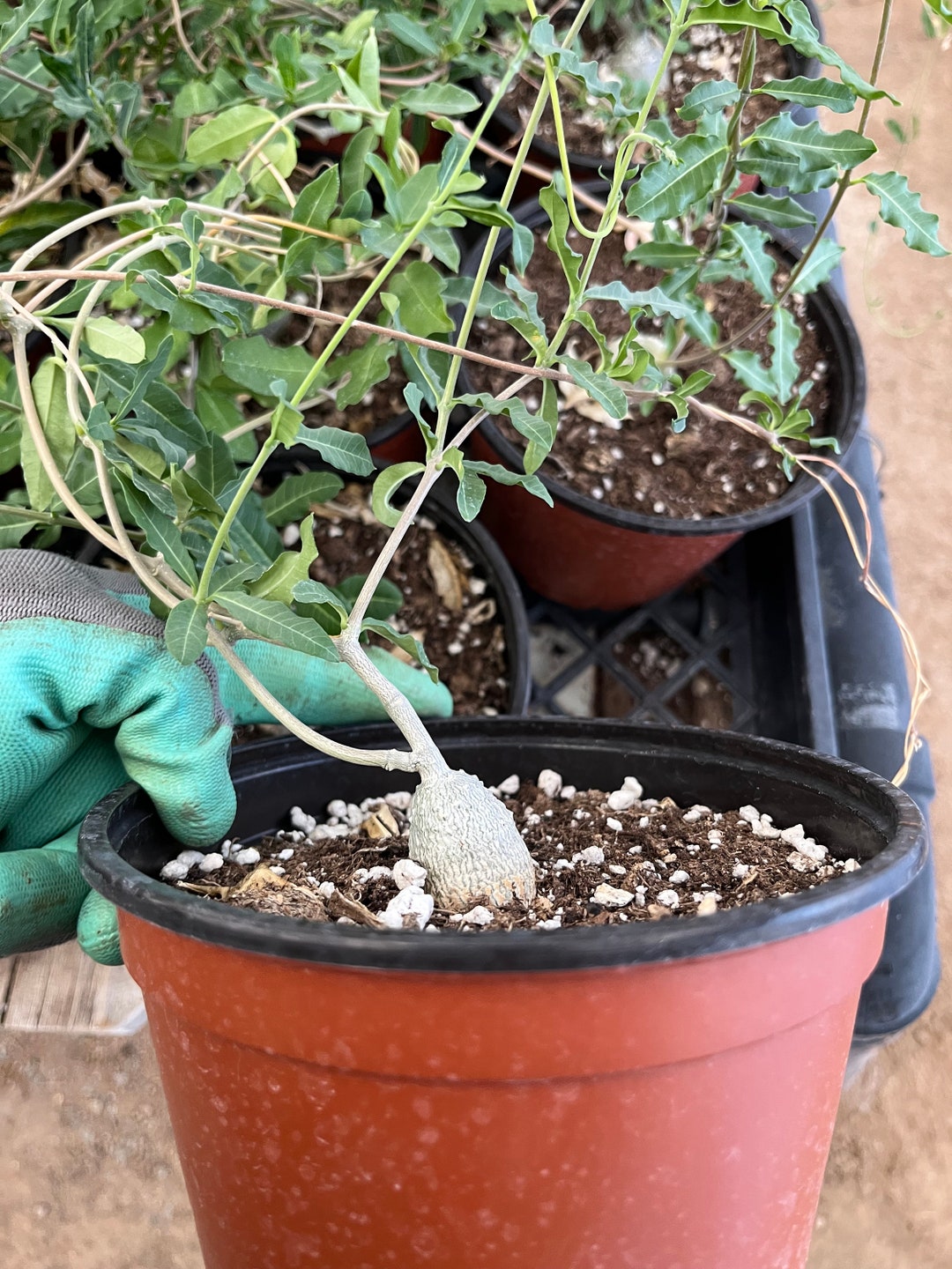 Bread Plant - Etsy