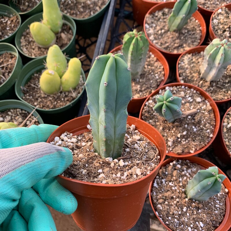 Blue Cactus Live Plant - Etsy