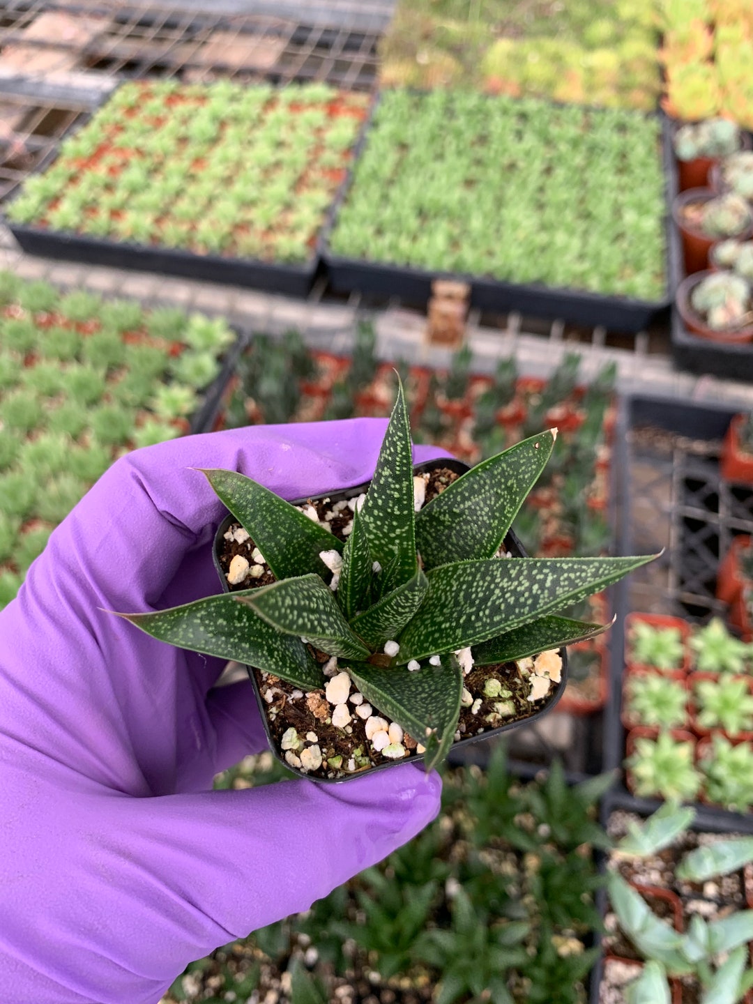 Gasteria Flow - Etsy